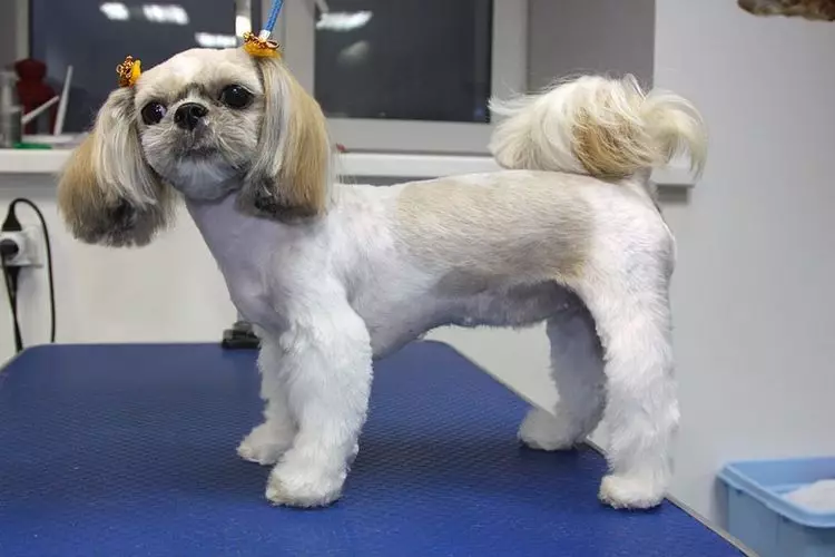 Shema šišanja Shih Tzu