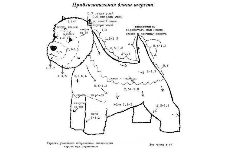 Bichon Frise fodrászséma