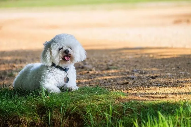 Tsarin aski na Bichon Frize