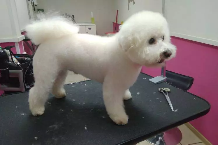 Bichon Frise fodrászséma