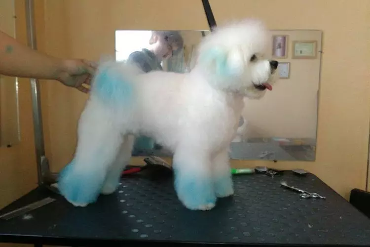 Bichon Frize haircut scheme