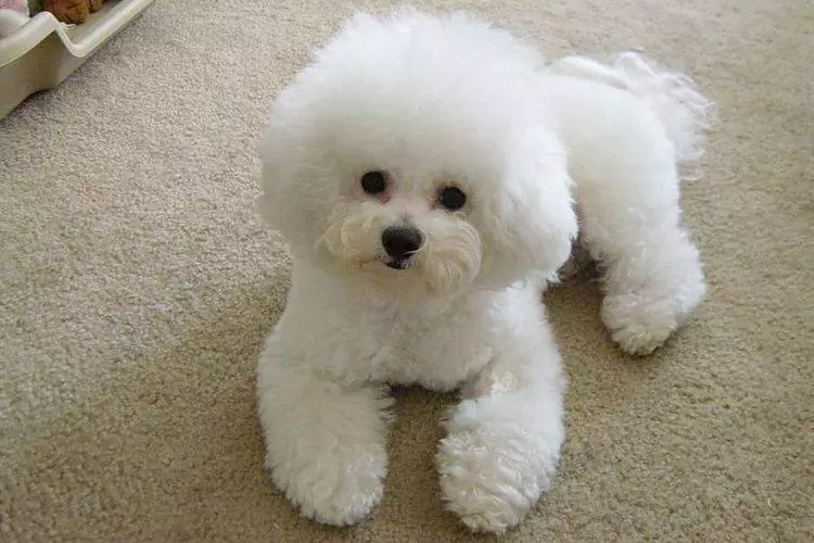 Bichon Frize haircut scheme