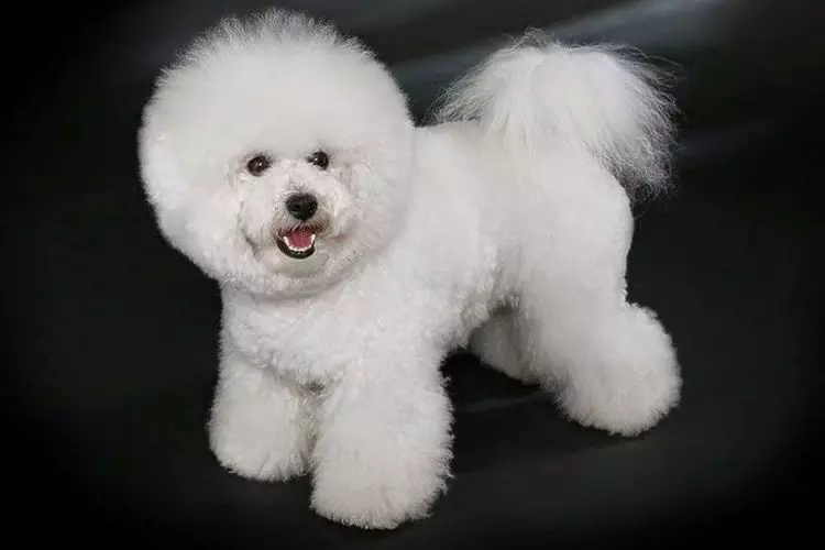 Bichon Frize haircut scheme