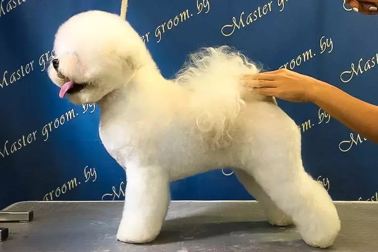 Bichon Frise fodrászséma