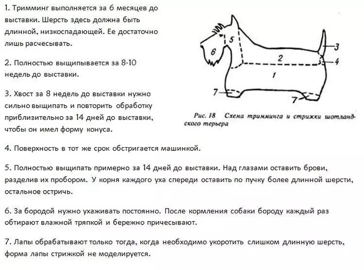 Scotch Terrier frisyrschema