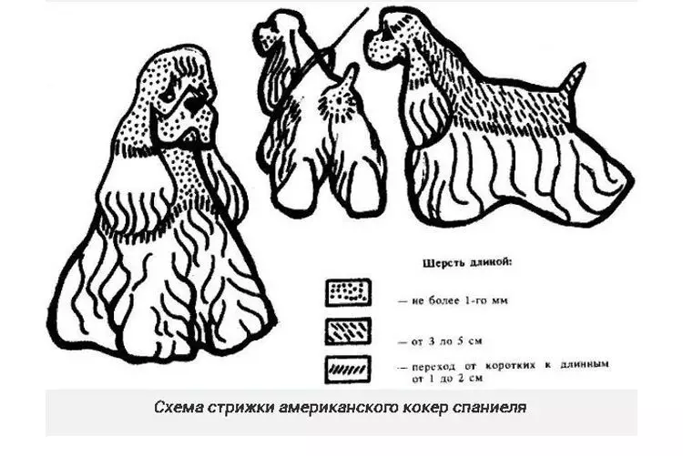 Подстригване на английски кокер шпаньол