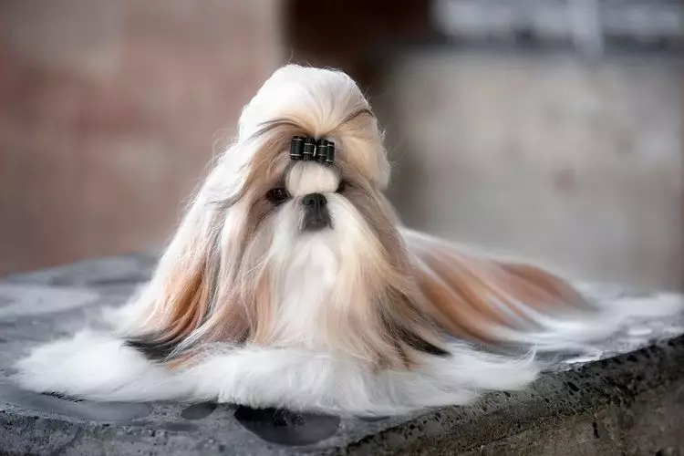 Schéma střihu Shih Tzu