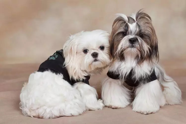 Схема за подстригване Shih Tzu