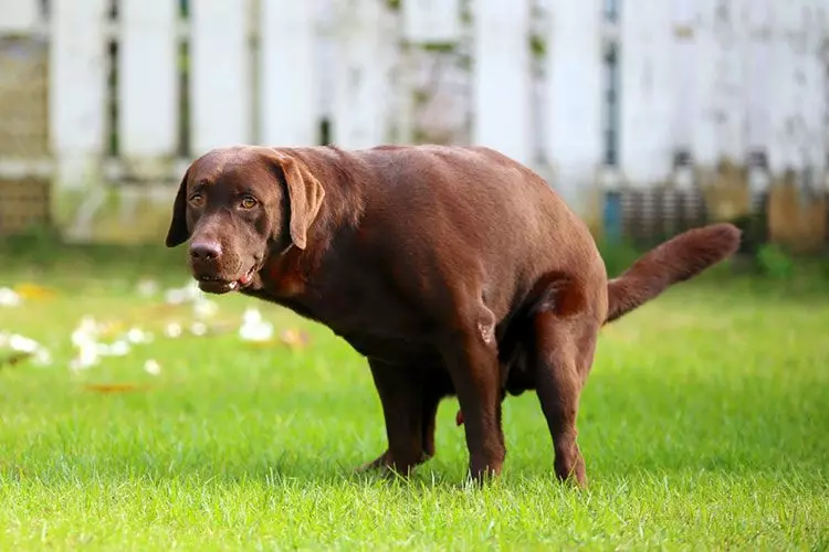 Fecesi i zi në një qen: arsye | pse, një shenjë e çfarë, trajtim