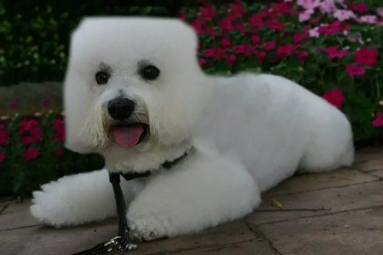 Corte de pelo de perro cuadrado