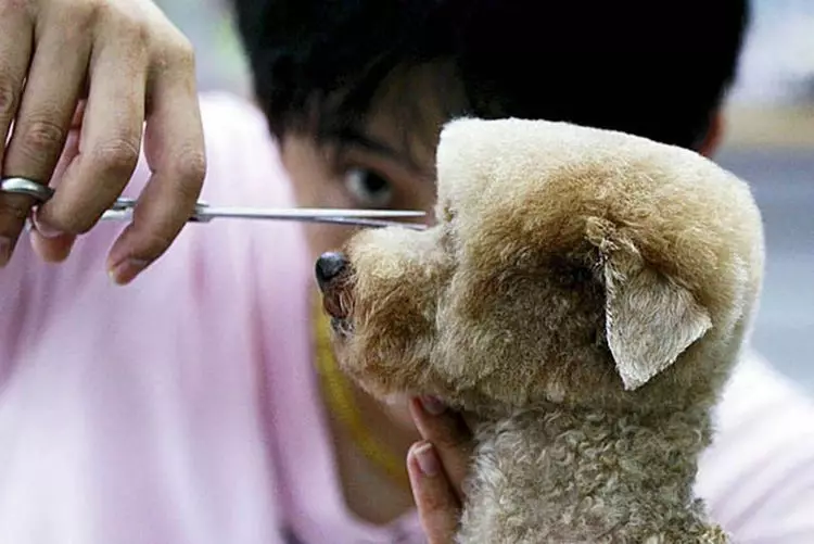 Anjing kasebut diwenehi potongan rambut persegi