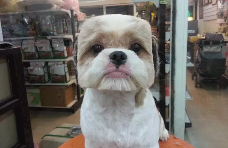 El perro tiene un corte de pelo cuadrado.