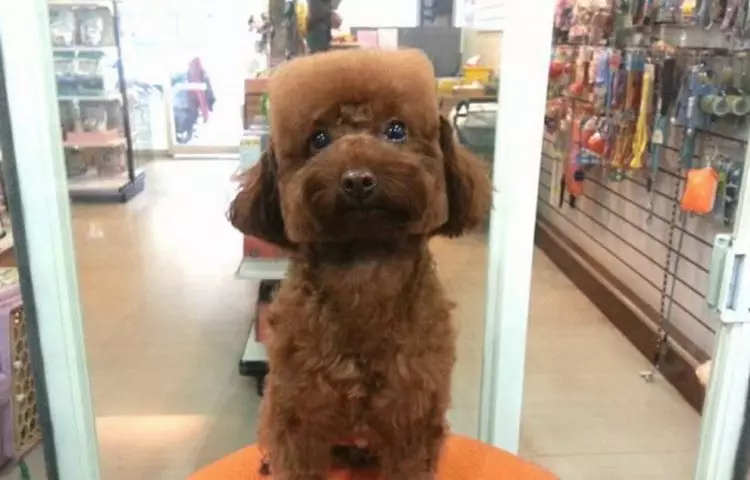 El perro recibe un corte de pelo cuadrado.