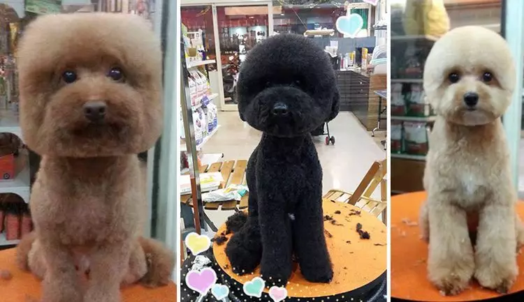 Perro de pelo cuadrado