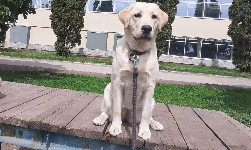 Labrador NORMANDIYA anafanya kazi NoseWork