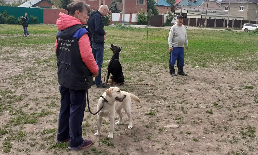 Disciplina NoseWork și beneficiile sale