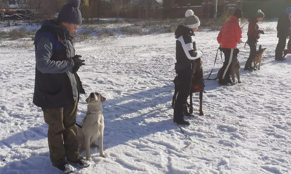 Labrador NORMANDIYA la instruire în muncă de căutare