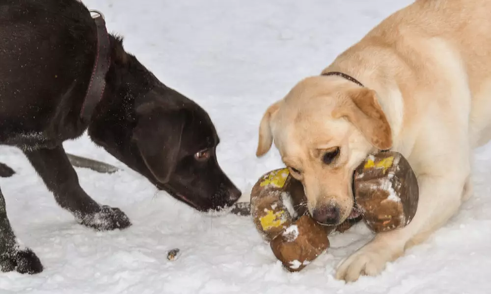 Labrador NORMANDIYA di pelatihan NoseWork