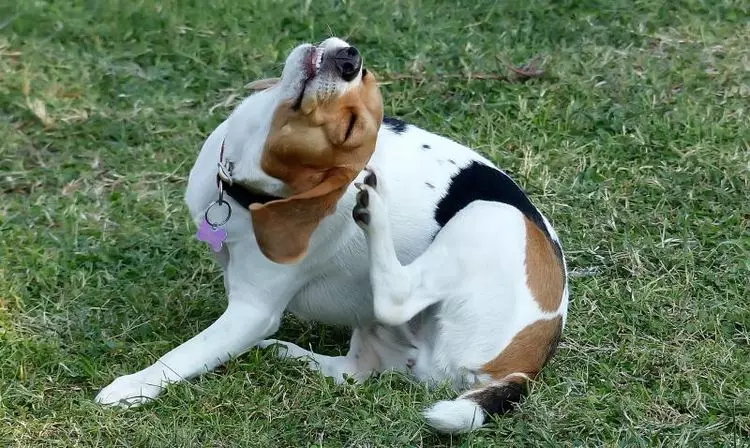 Saç kesimi sonrası bir köpekte tahriş ve kaşıntı