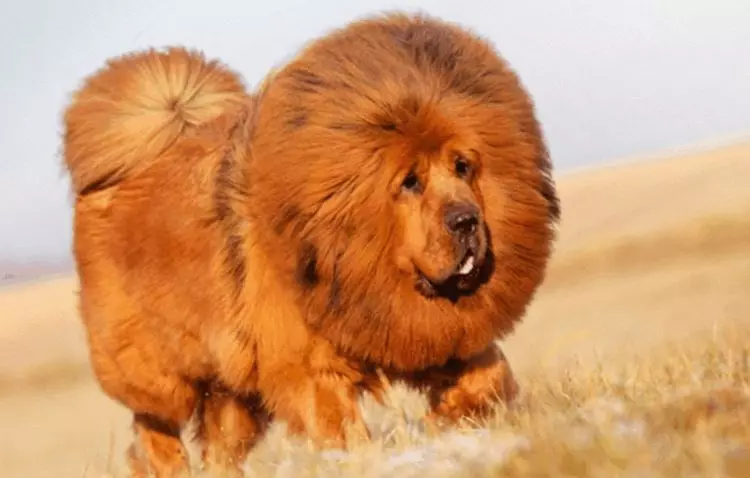 Chow Chow