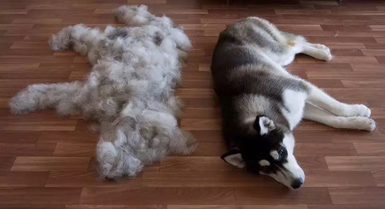 犬の脱皮が長引く