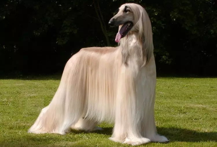 Afghan Hound