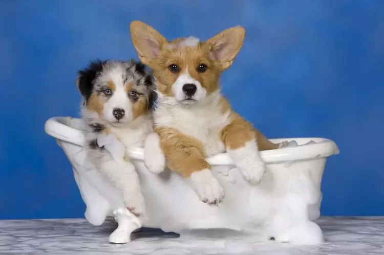 Divi mazi suņi vannas istabā