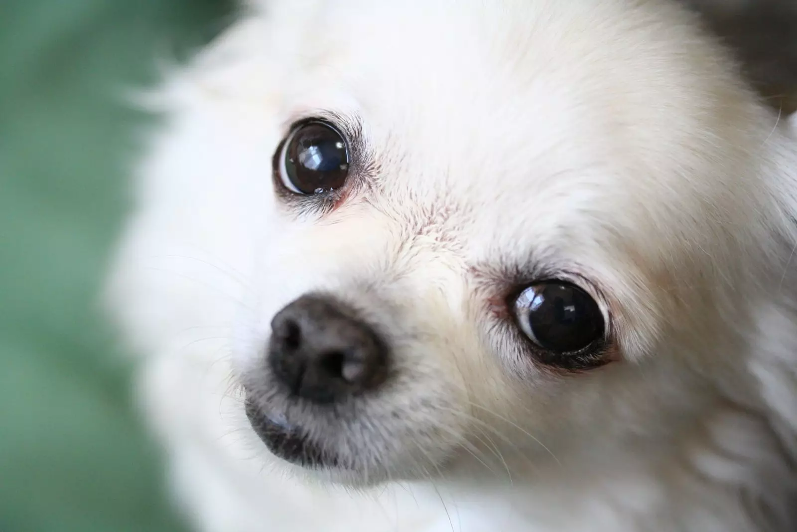 犬の毛繕い