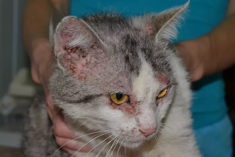 Dermatitis ing kucing