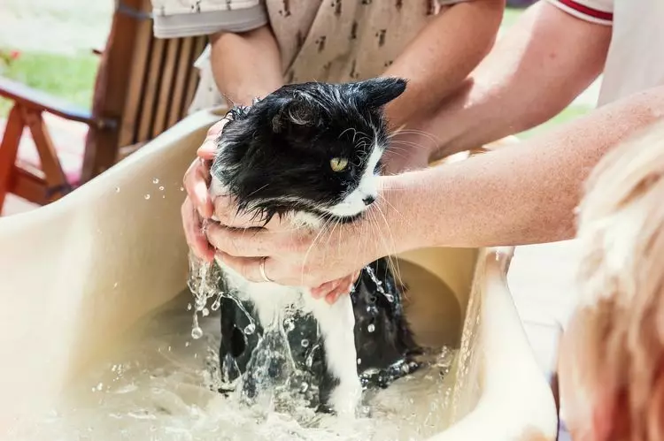 El gato esta bañado