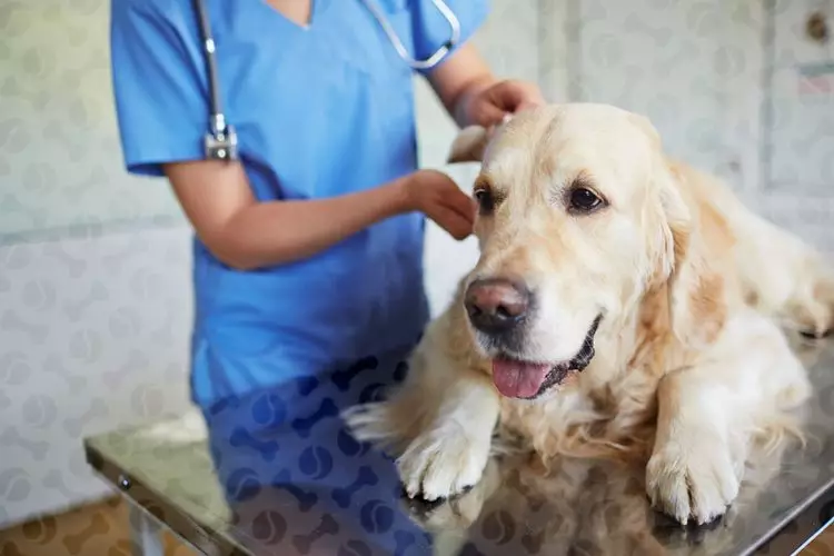 Examinare veterinară a câinelui