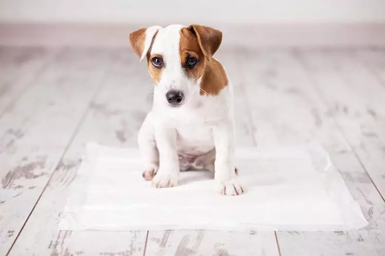 Un chien sur une couche