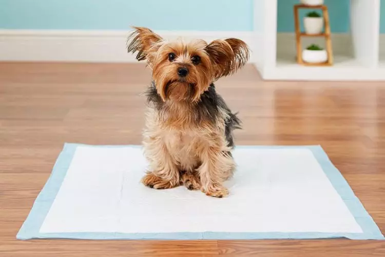 Entraînement à la propreté avec une couche