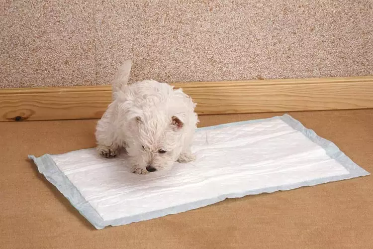 Toilette pour chien sur une couche