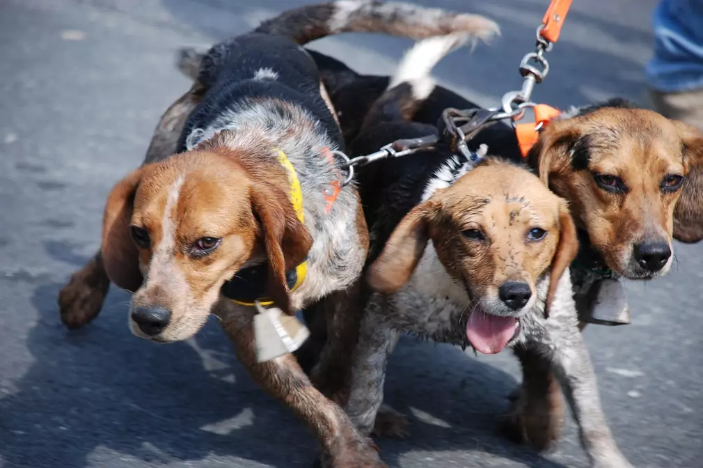 Bundel untuk anjing pemburu