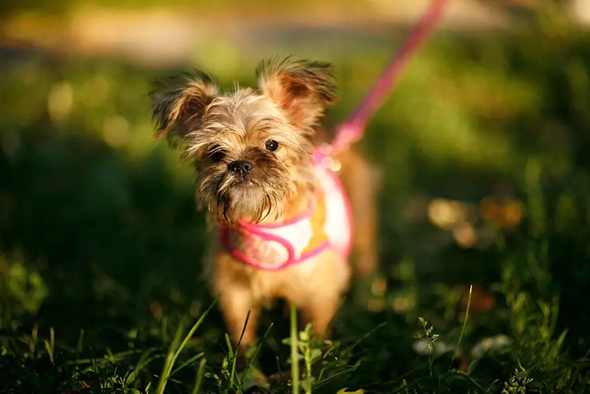 Harness anjing ras kecil