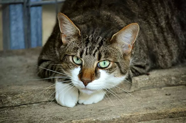 Croste sulla testa e sul collo di un gatto