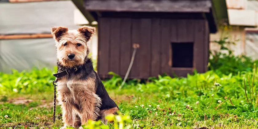 Bir köpek için yalıtımlı köpek kulübesi