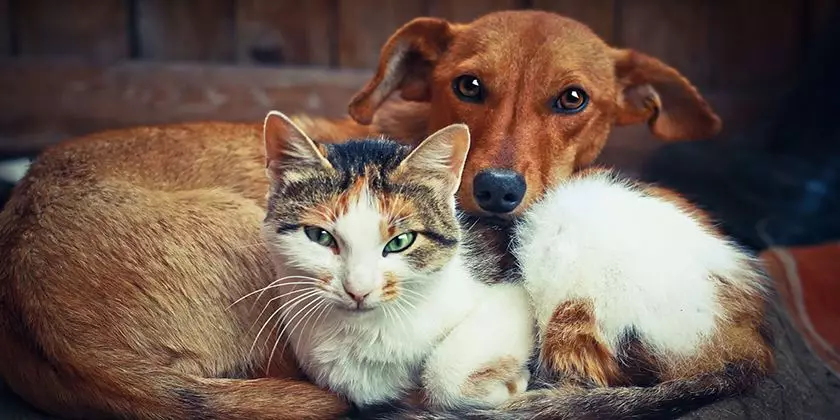 ロシアでの猫と犬の登録