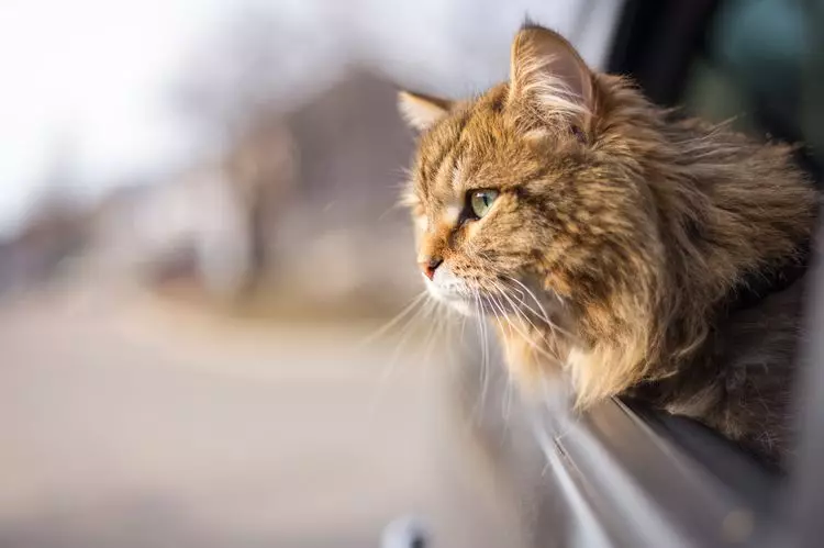 Flauschige Katze im Auto