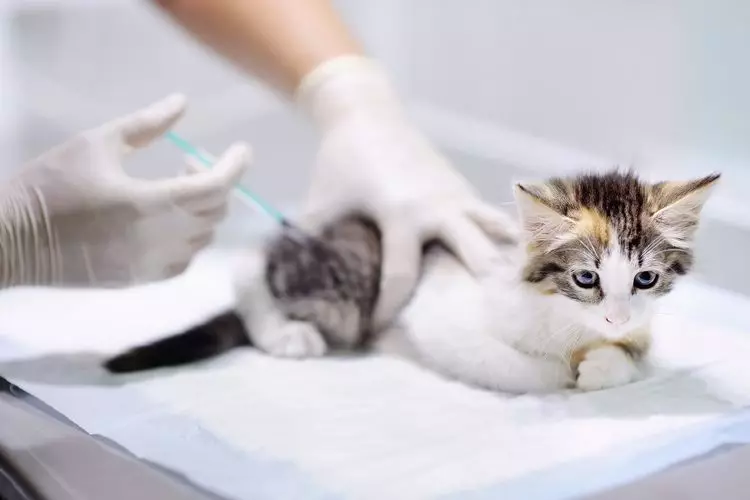 Vaccination complète pour les chats