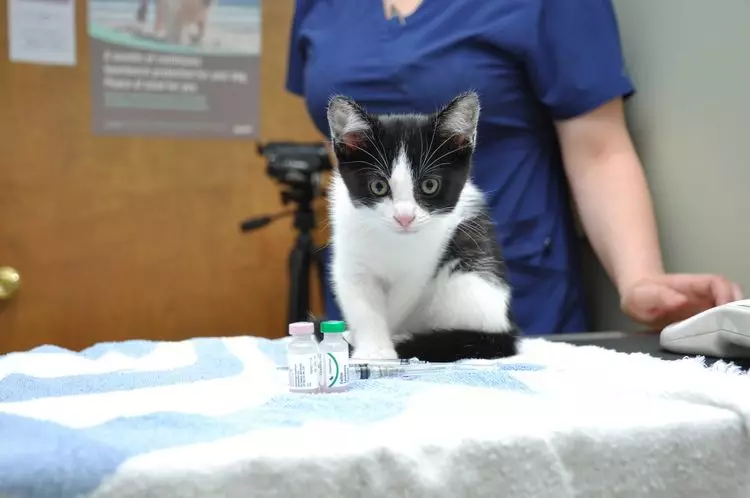 Le chaton est vacciné