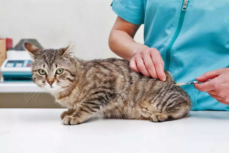 Vaccination pour un chat adulte