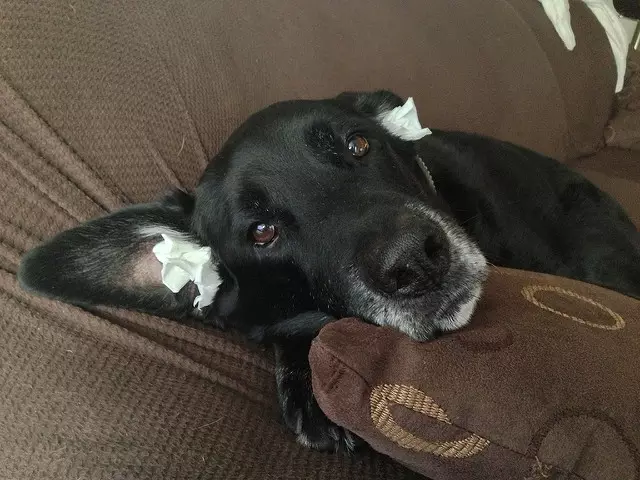 Cane con i tovaglioli nelle orecchie