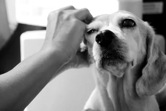 犬の耳がきれいになります