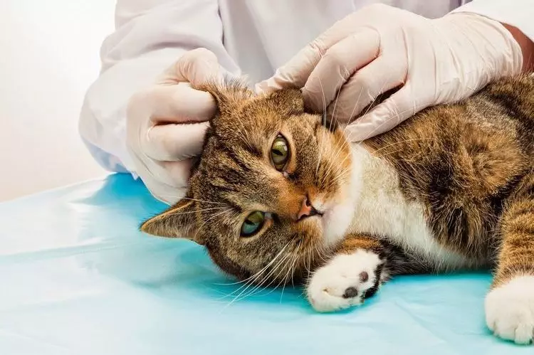 Otodectosi en gats: símptomes i tractament, medicaments | foto, gotes
