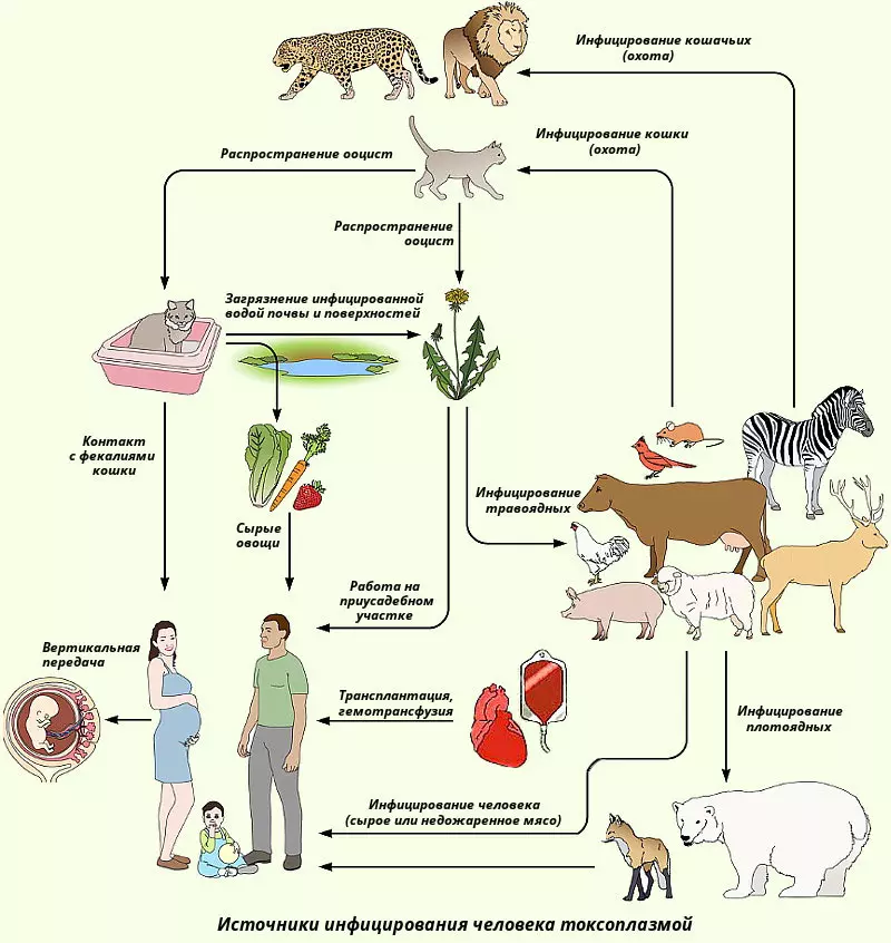 Sätt att överföra toxoplasmos