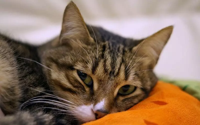 I sintomi della toxoplasmosi nei gatti