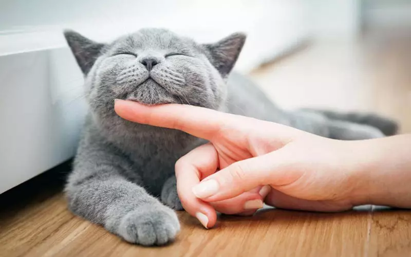 Prendersi cura di un gatto con la toxoplasmosi