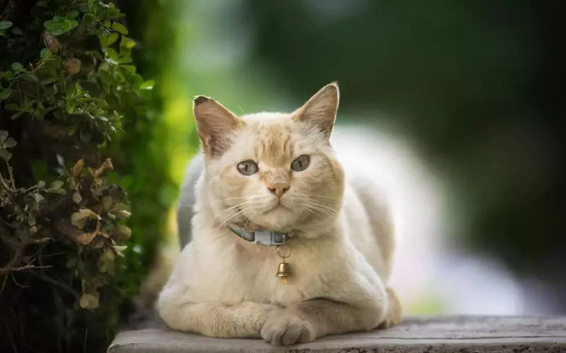 Prevenzione della toxoplasmosi nei gatti